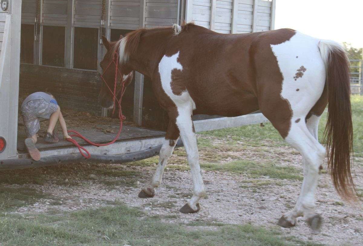 Full Video - Paint Gelding Safe for the Whole Family