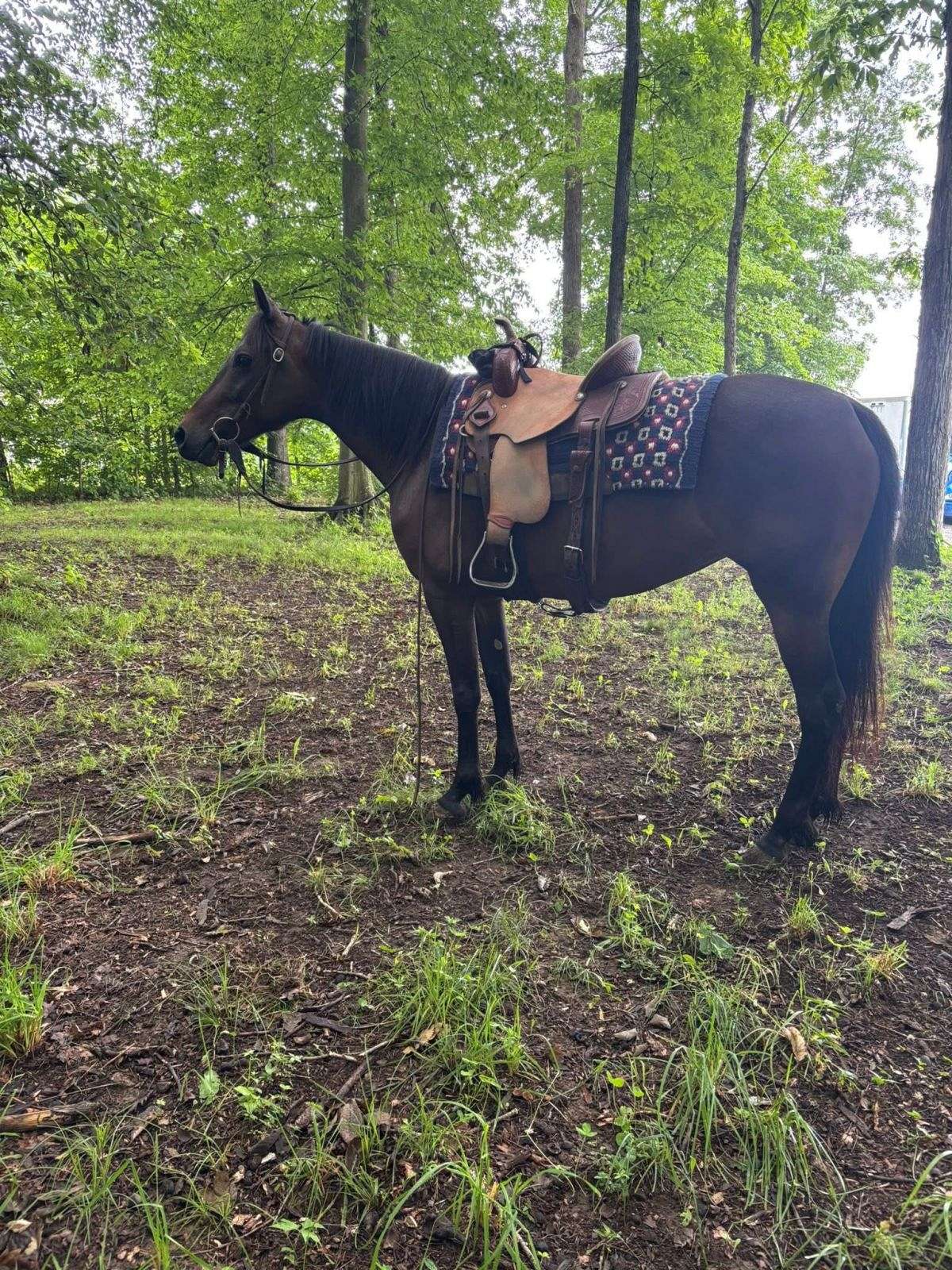 Beautiful Morgan / Percheron Cross