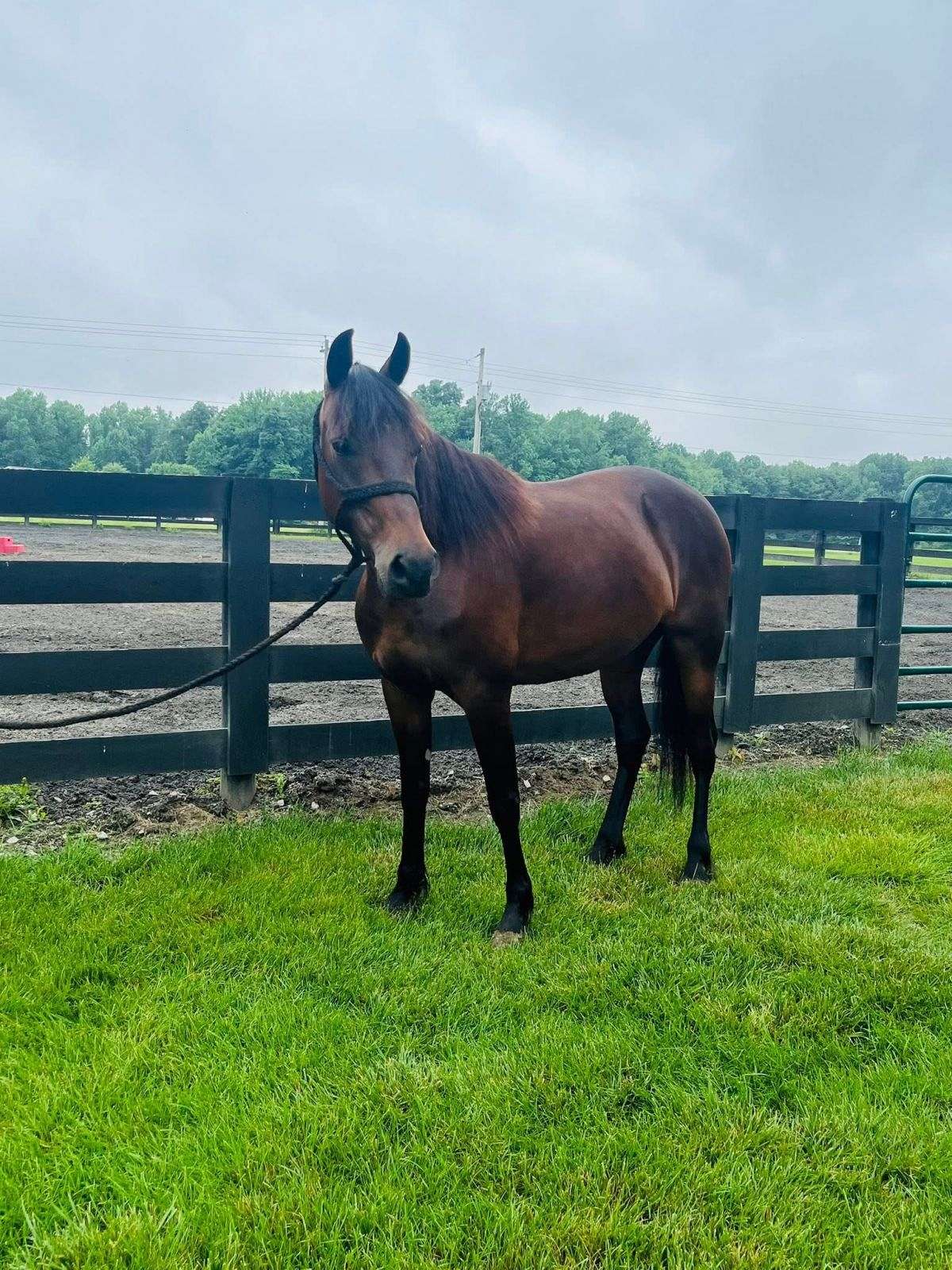 Beautiful Morgan / Percheron Cross