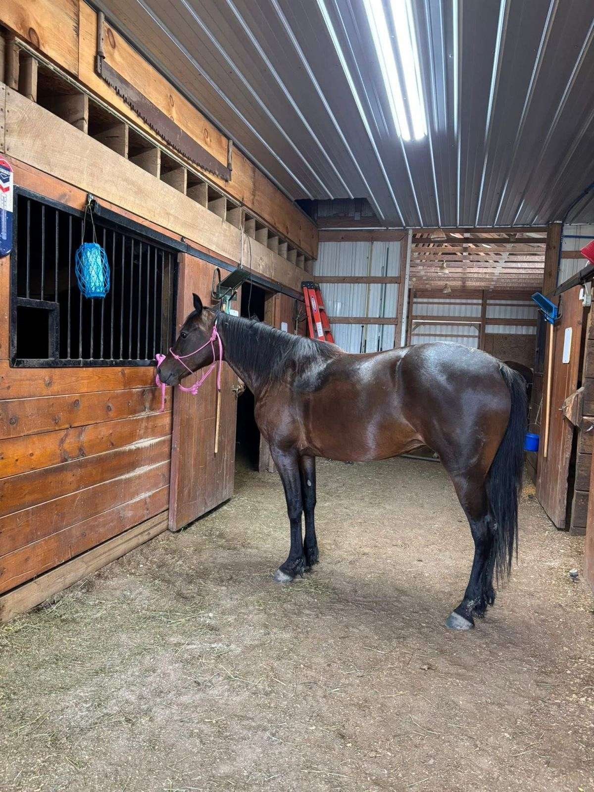 Beautiful Morgan / Percheron Cross