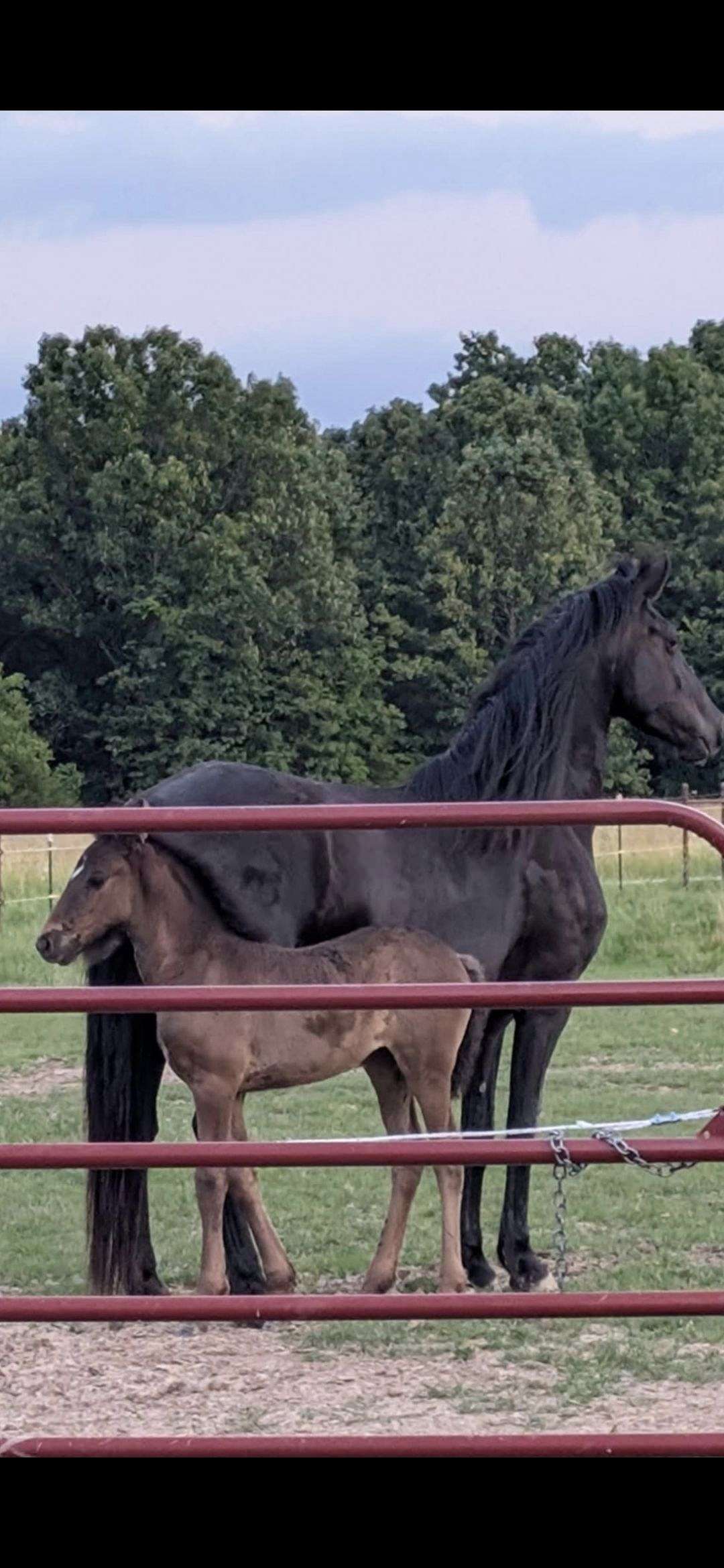 Gorgeous Mare or Foal. (Package Deal Available)