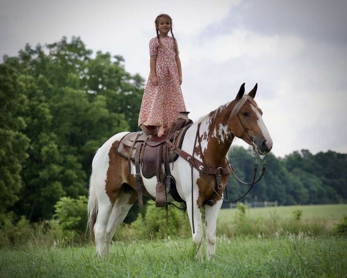 Excellent Beginner Safe Draft Cross Mare " One of a Kind"