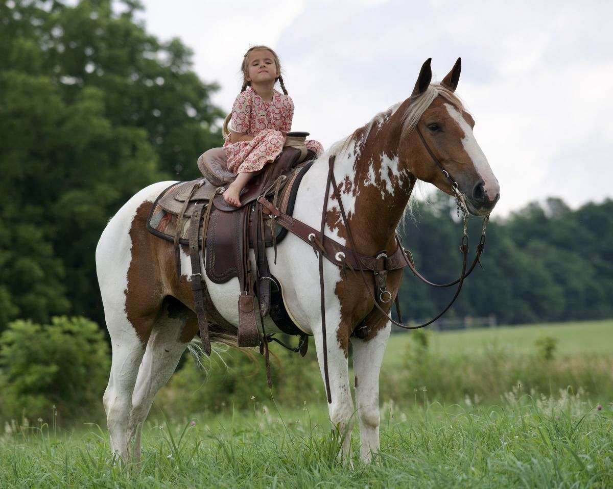 Excellent Beginner Safe Draft Cross Mare " One of a Kind"