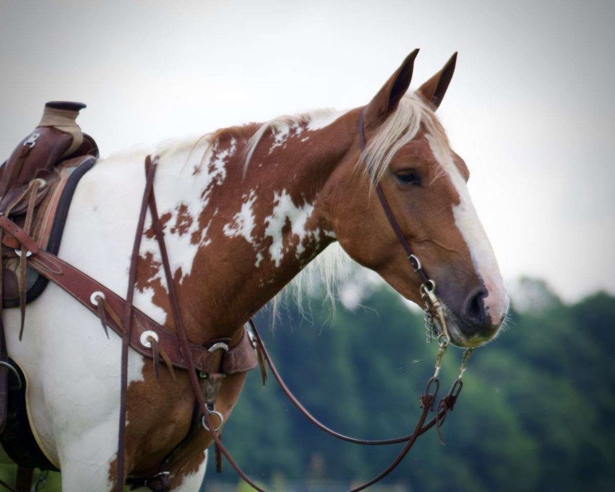 Excellent Beginner Safe Draft Cross Mare " One of a Kind"