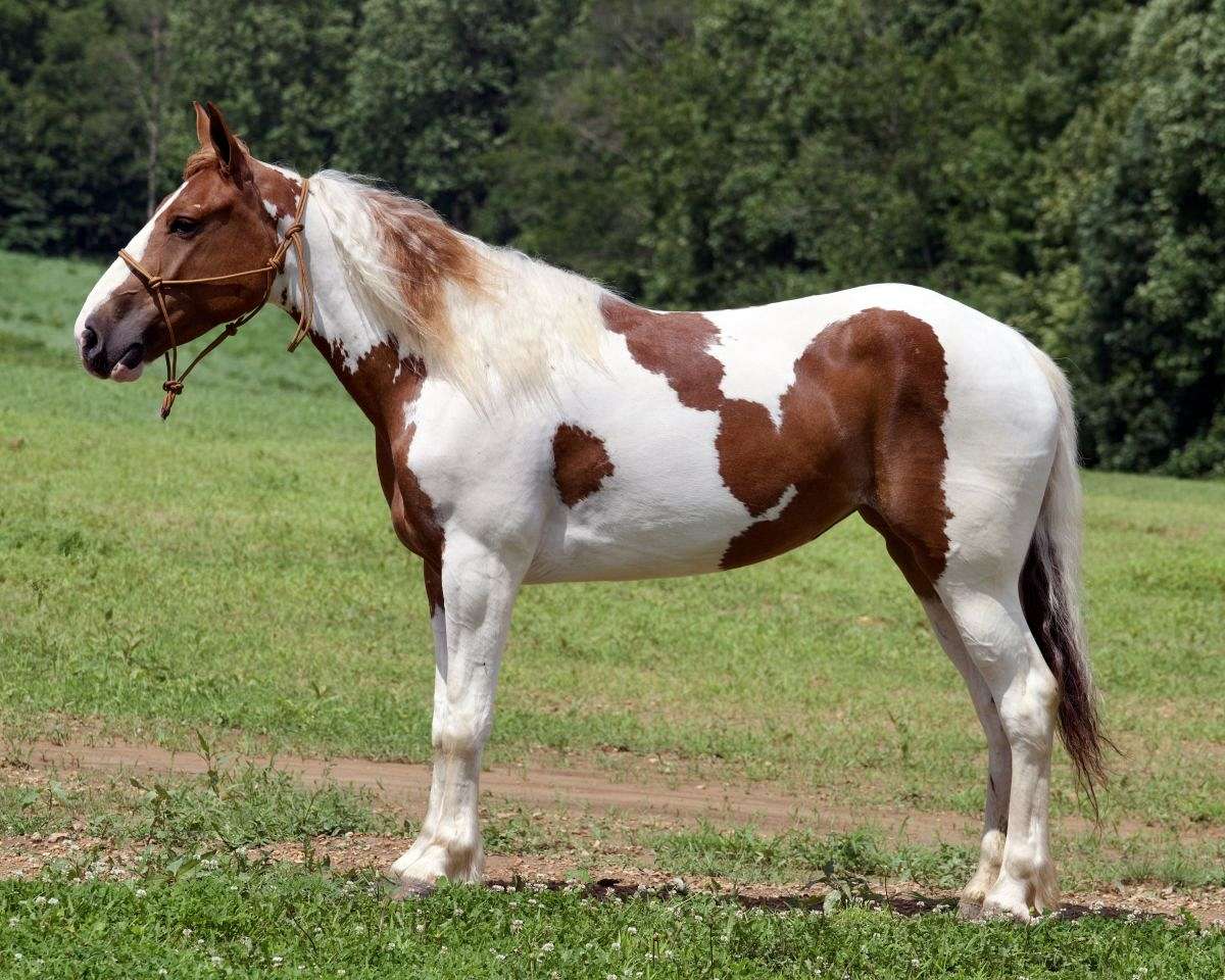 Excellent Beginner Safe Draft Cross Mare " One of a Kind"