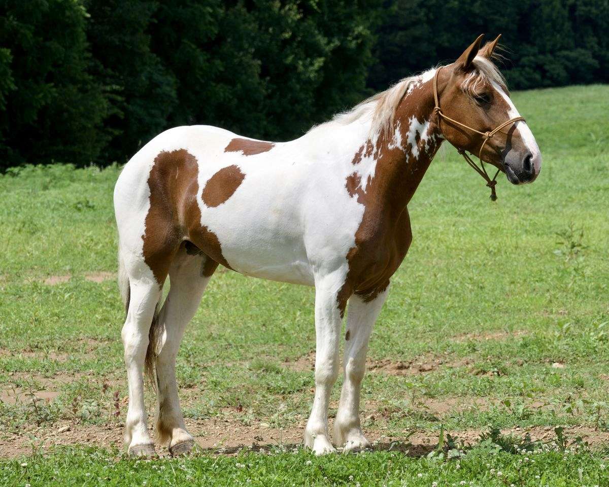 Excellent Beginner Safe Draft Cross Mare " One of a Kind"