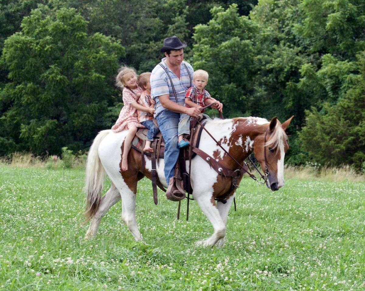 Excellent Beginner Safe Draft Cross Mare " One of a Kind"