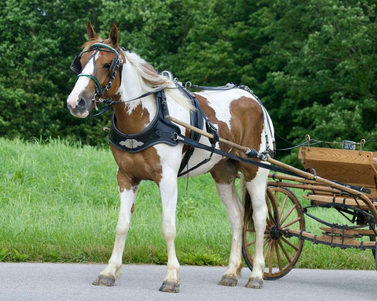 Excellent Beginner Safe Draft Cross Mare " One of a Kind"