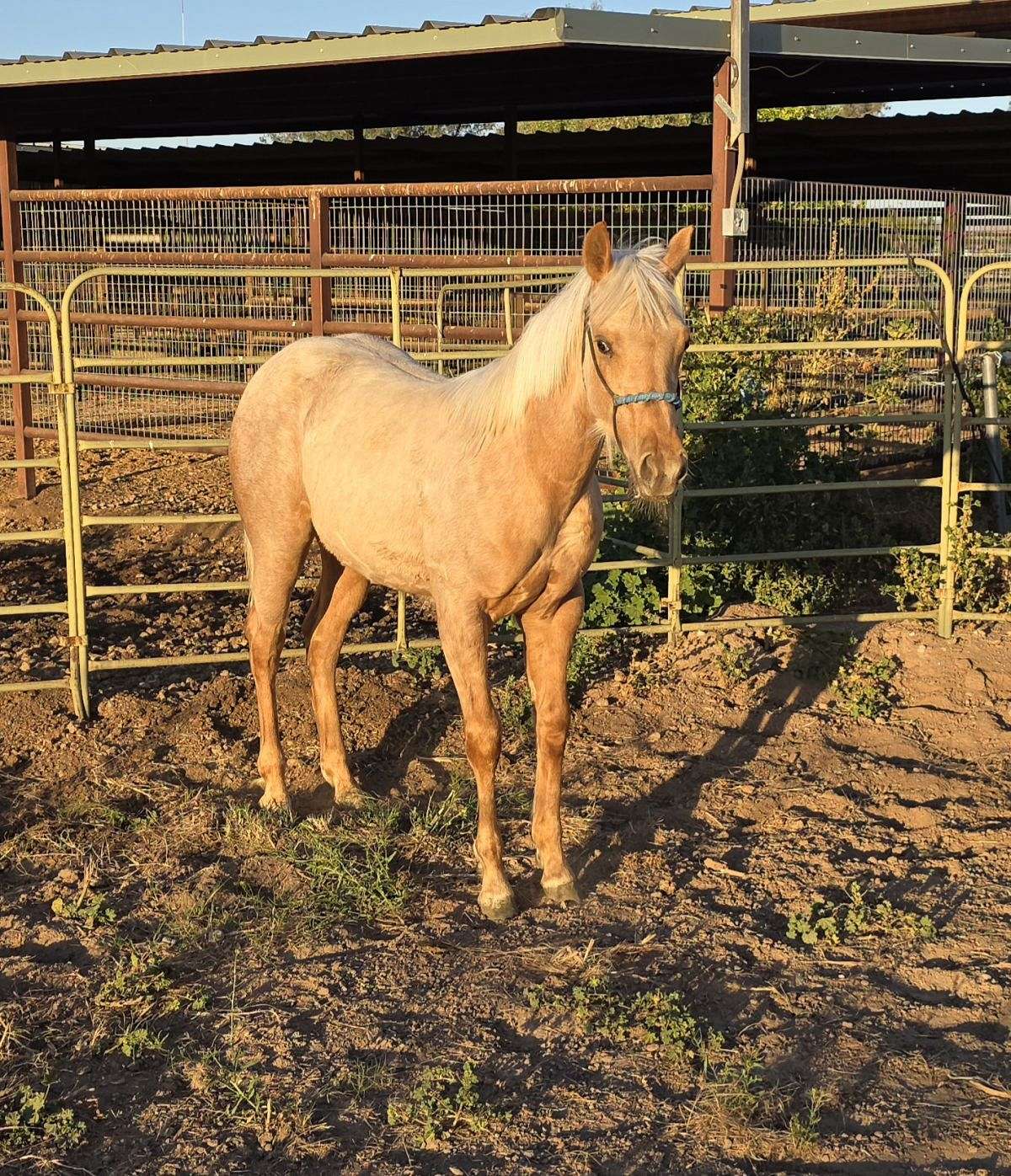 Beautiful Palomino Filly