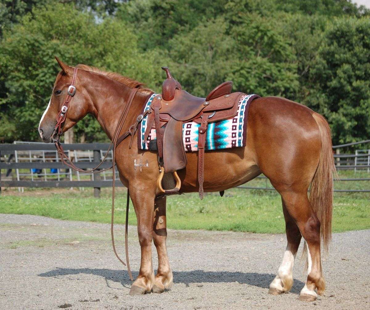 Remarkable 4-Year-Old, 14.3h Chestnut Haflinger Cross Mare!