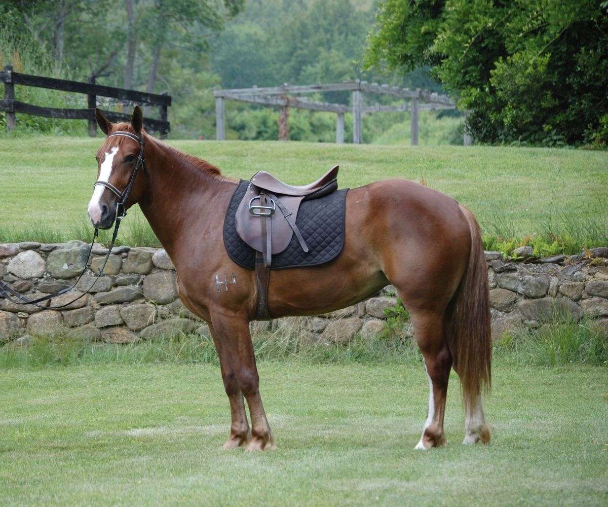 Remarkable 4-Year-Old, 14.3h Chestnut Haflinger Cross Mare!