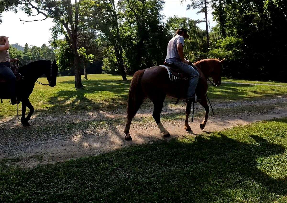Remarkable 4-Year-Old, 14.3h Chestnut Haflinger Cross Mare!