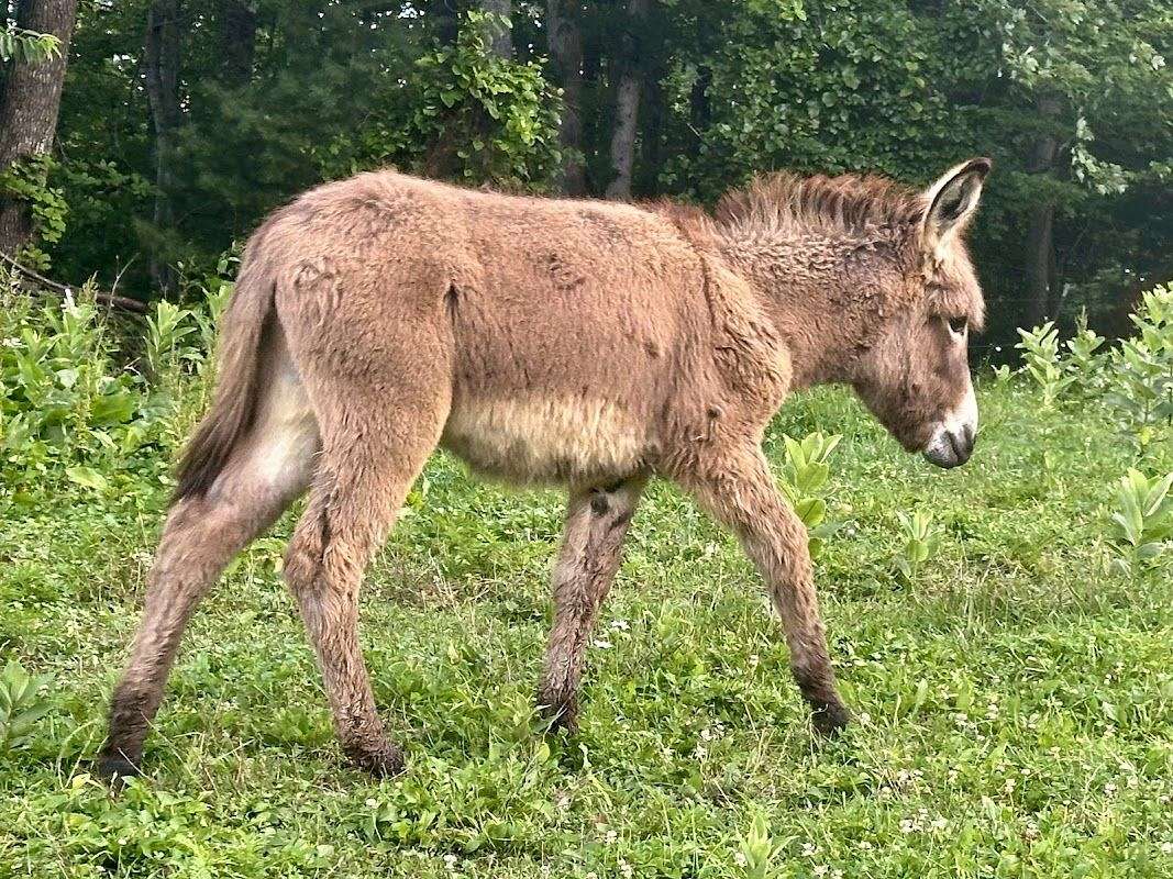 Weanling Standard Jack Donkey