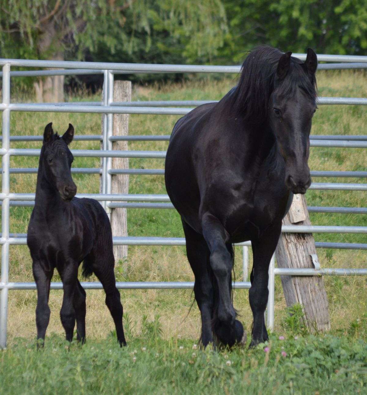 Evi - FHANA Filly Our of the Grand Prix Dressage Stallion Wylster 463!