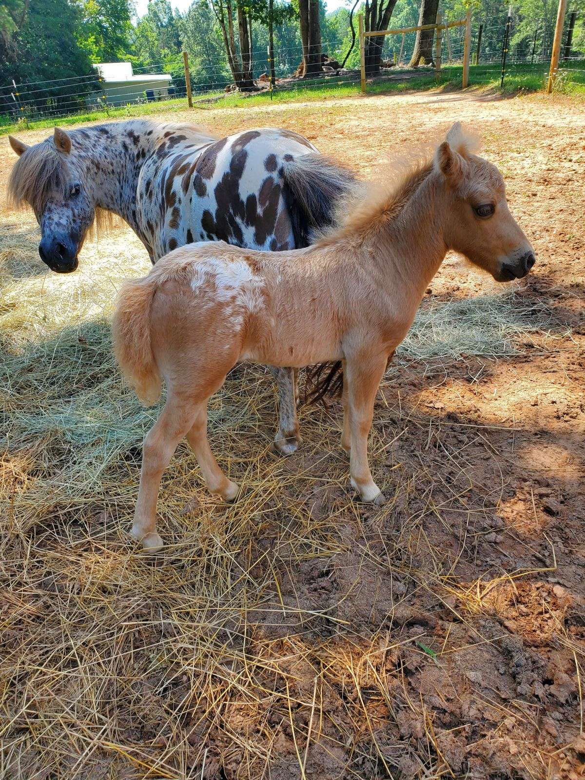 Miniature Appaloosa Palomino Colt Gorgeous Fine Features