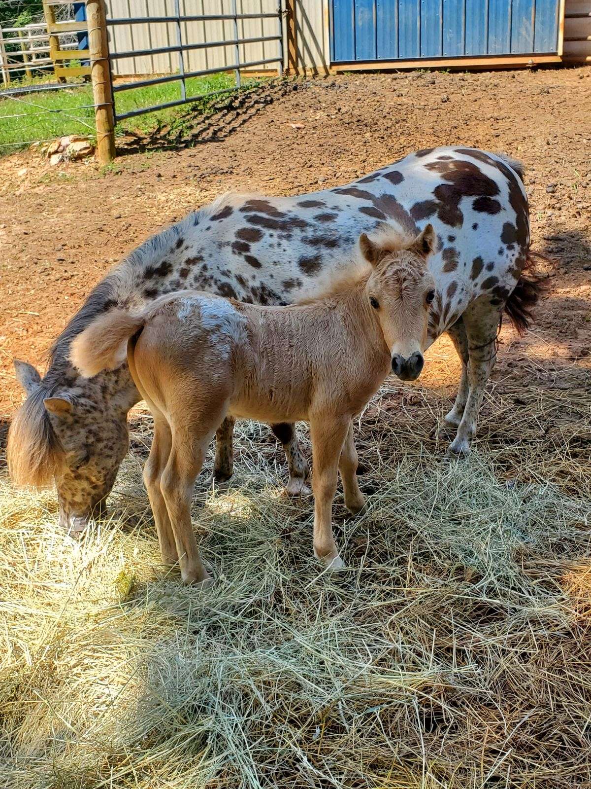 Miniature Appaloosa Palomino Colt Gorgeous Fine Features