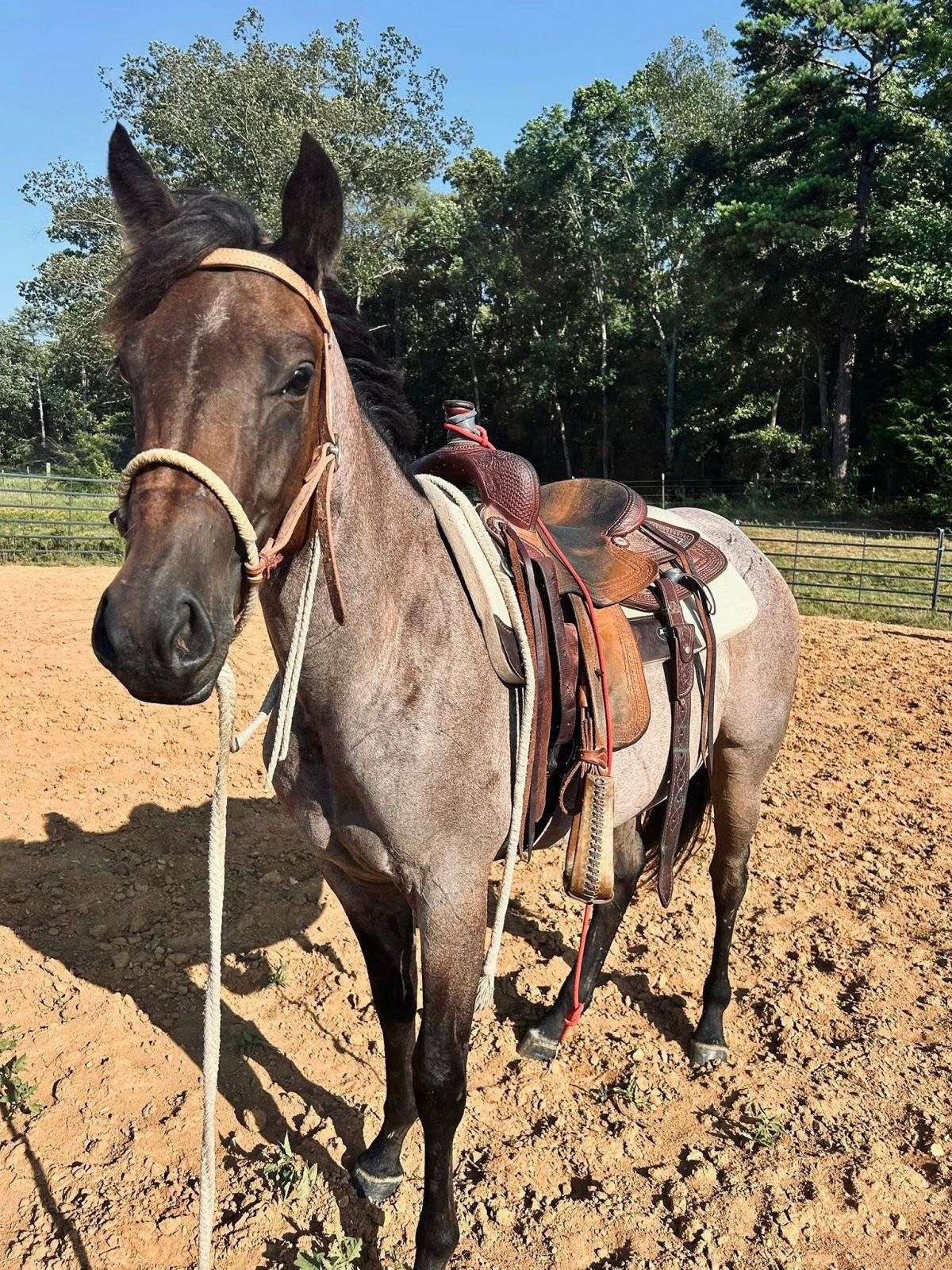 Bay Roan AQHA Mare