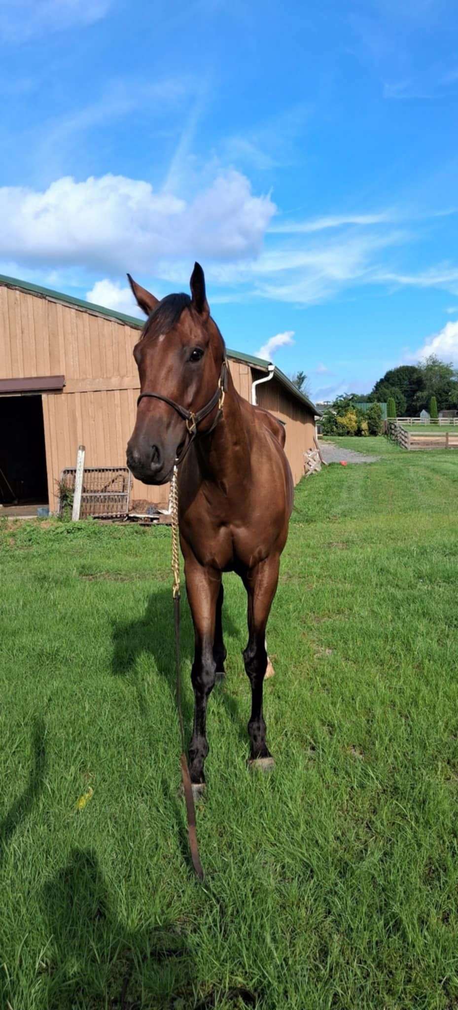 Fancy Bay Gelding