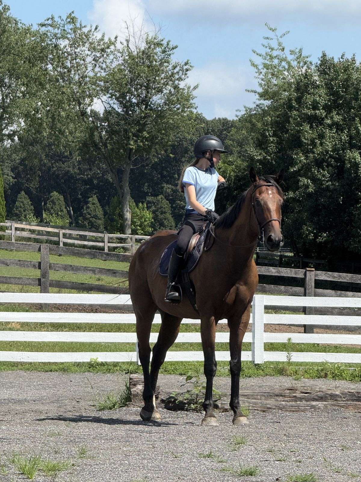 Fancy Bay Gelding