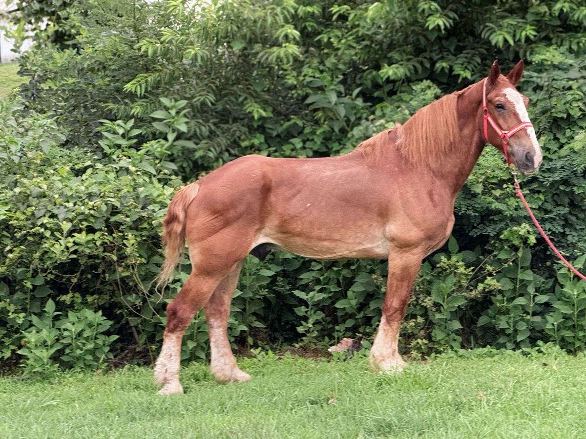 Gorgeous Beginner Safe Belgian Gelding
