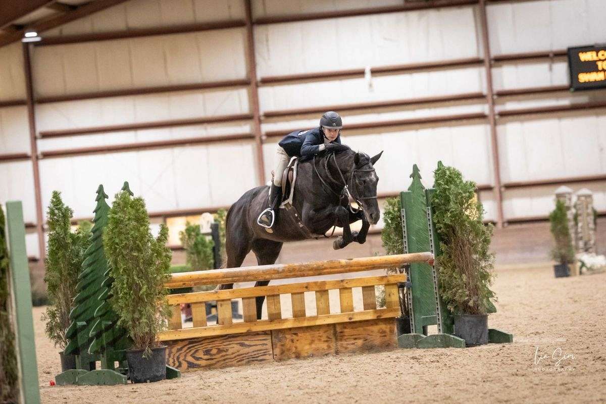 Fancy Grey Gelding