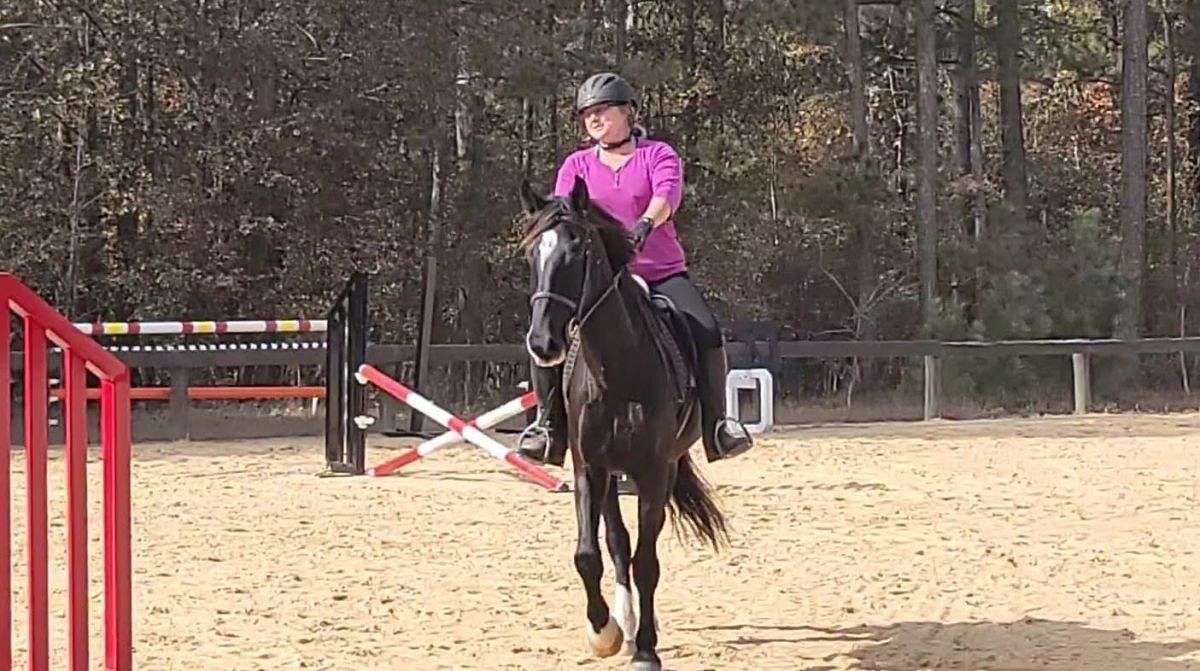 Ufd : 7-Year-Old Registered Dutch Harness Horse by Jagermeister