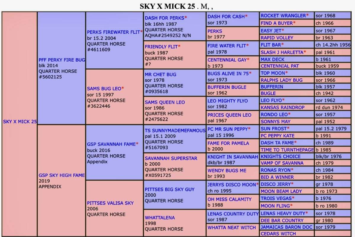 2025 Black AQHA Appendix Colt. Proven Pedigree. Let’S Deal