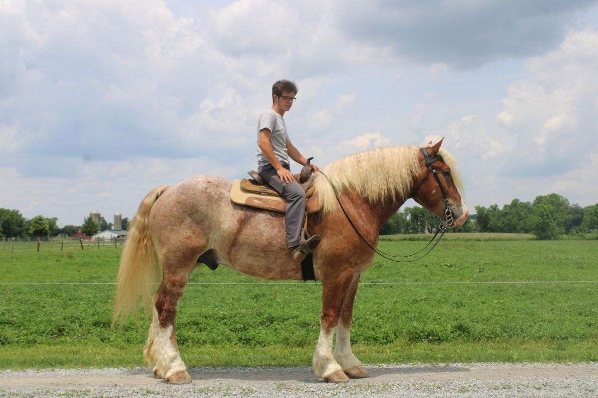 Beginner Safe Draft Gelding