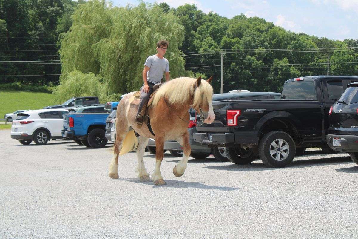 Beginner Safe Draft Gelding