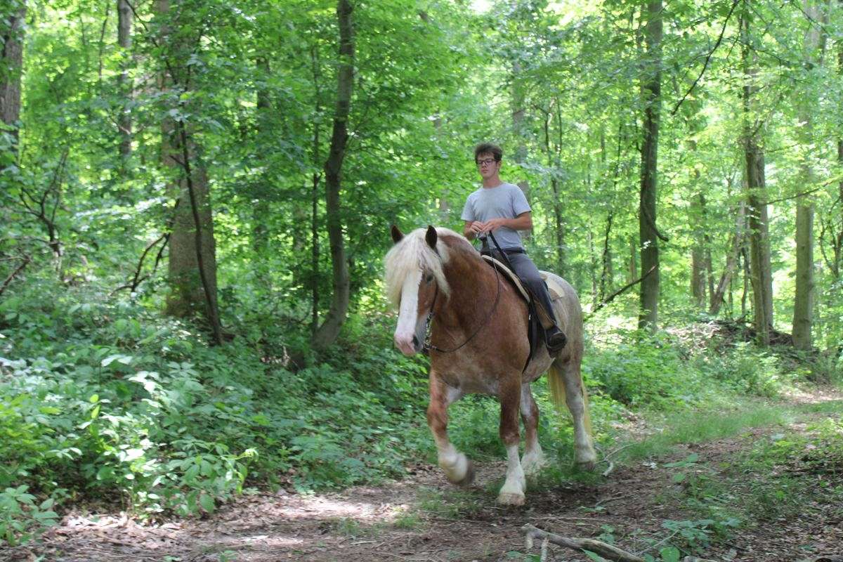 Beginner Safe Draft Gelding