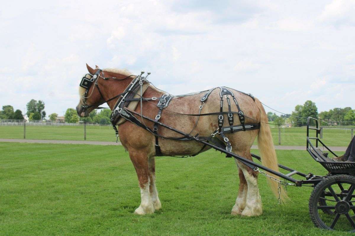 Beginner Safe Draft Gelding