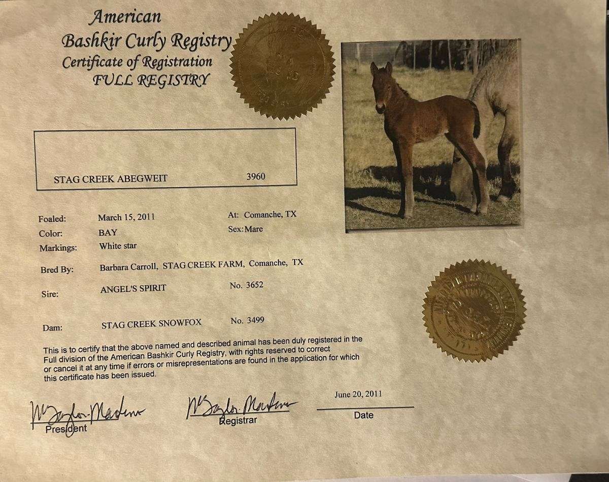 Registered Curly Mare See Her New Video!