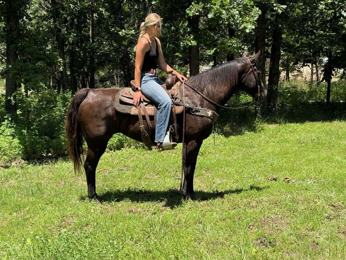 Quarter Horse Mare Broke to Ride - Helena