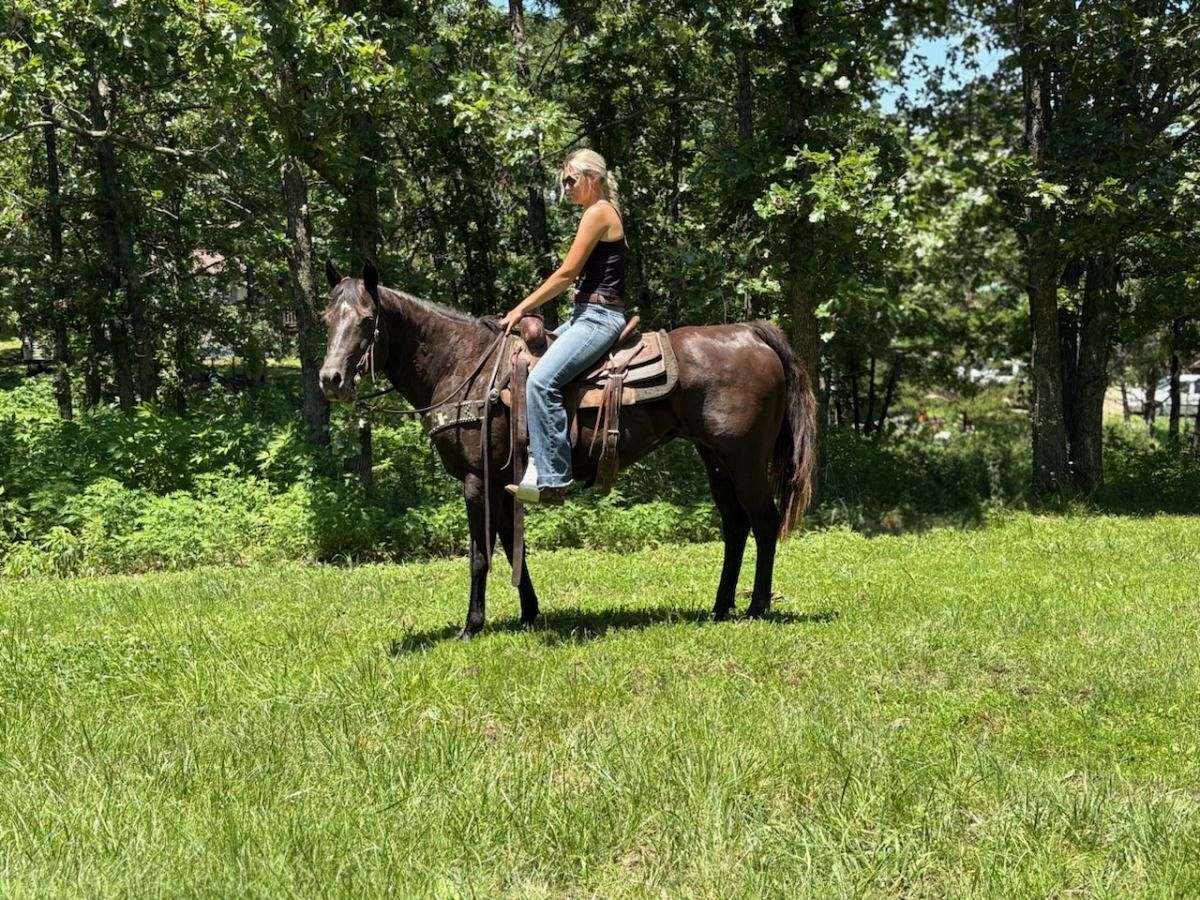 Quarter Horse Mare Broke to Ride - Helena