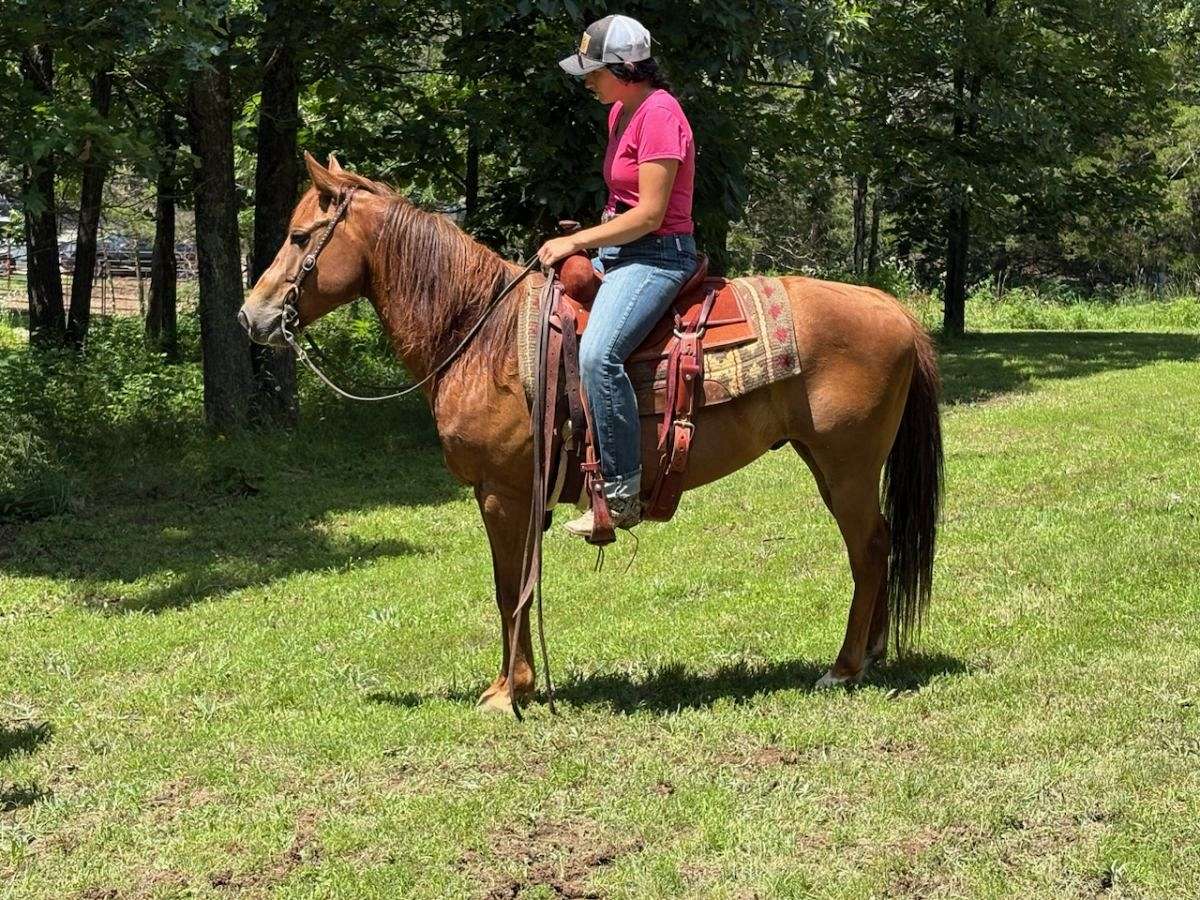 Cute Sorrel Gelding Broke to Ride - Charlie