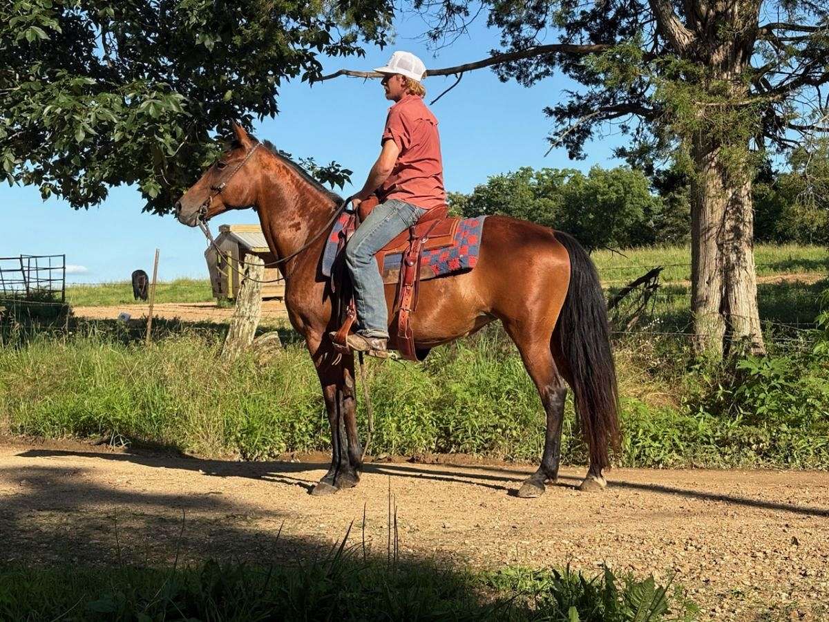 Racking Horse Mare Rides and Drives - Tn's Mystic