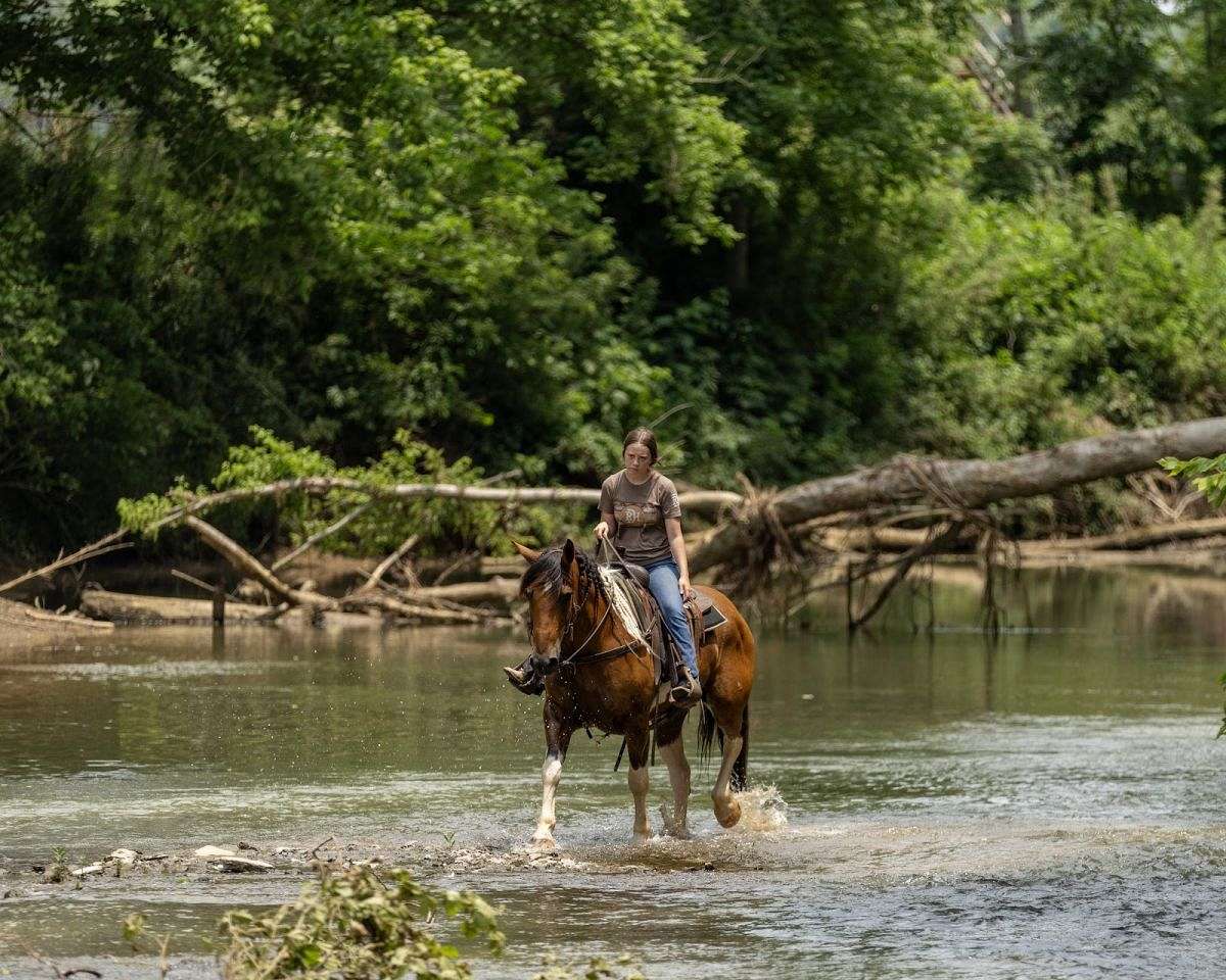Tibbs - Super Handsome 10 Yr Old Bay & White Belgian/Paint Cross Gelding!
