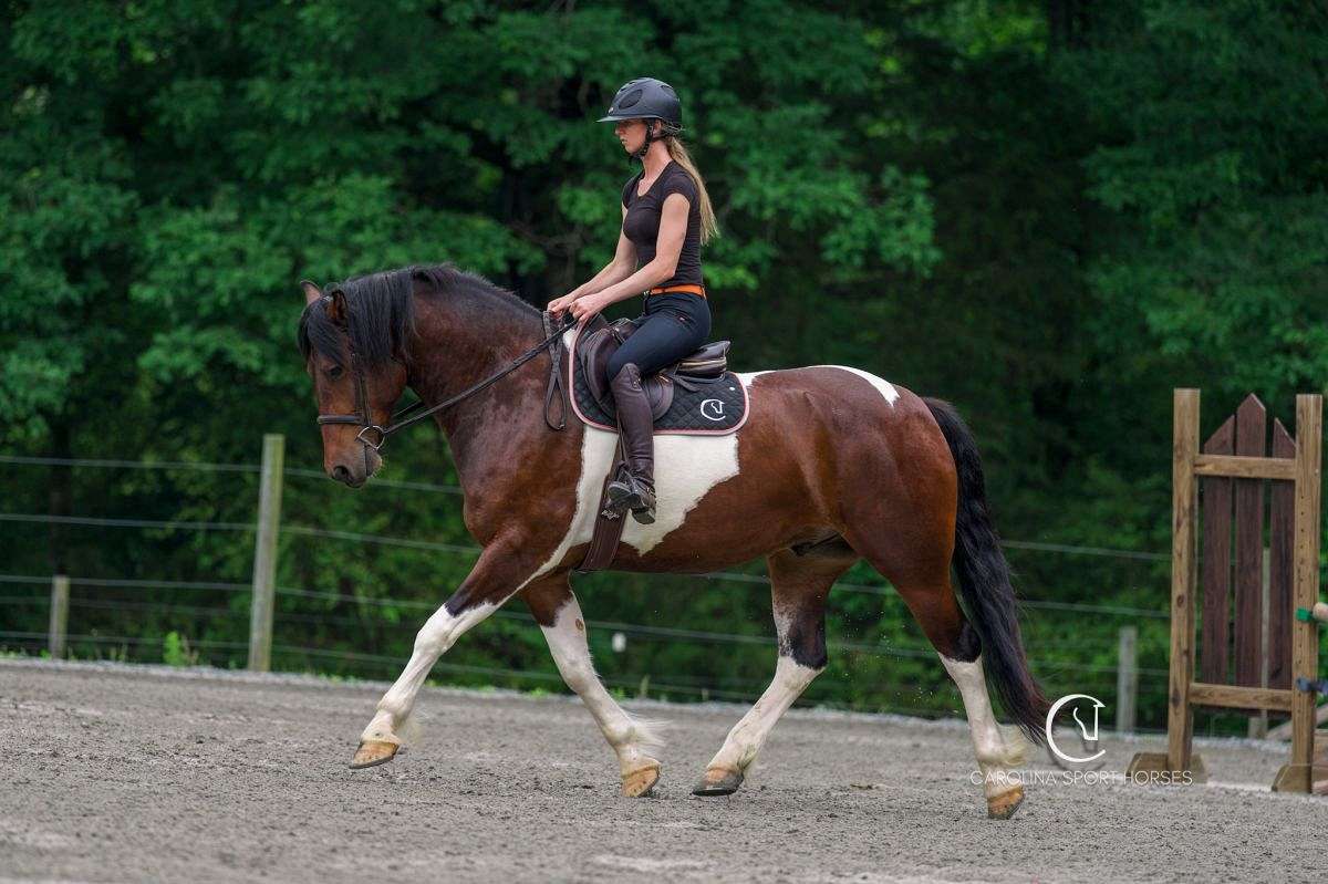 Diego - Once in a Lifetime Horse 4 yo Paint Friesian Sport Horse Gelding!