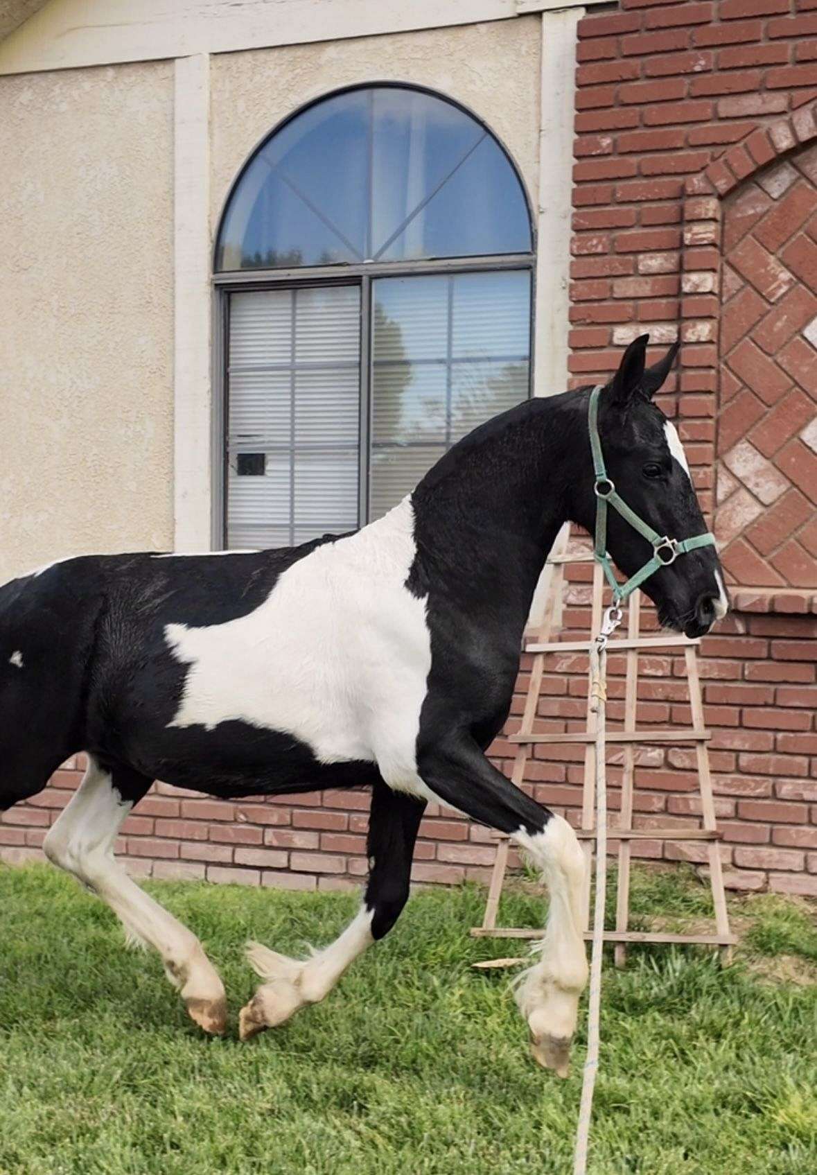 Barock Pinto (KWPN) Colt