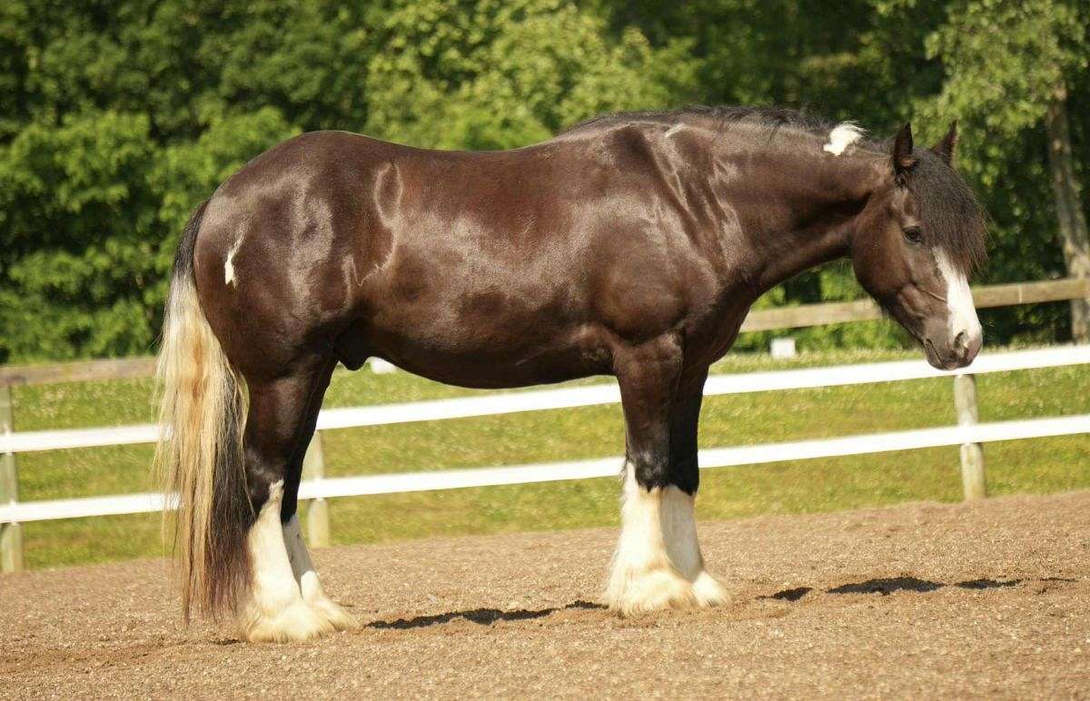 Boomer - Perfect All Around Horse 4 yo Piebald Gypsy/Haflinger Gelding!