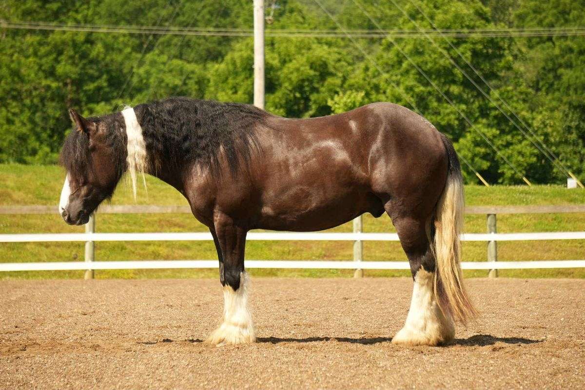 Boomer - Perfect All Around Horse 4 yo Piebald Gypsy/Haflinger Gelding!