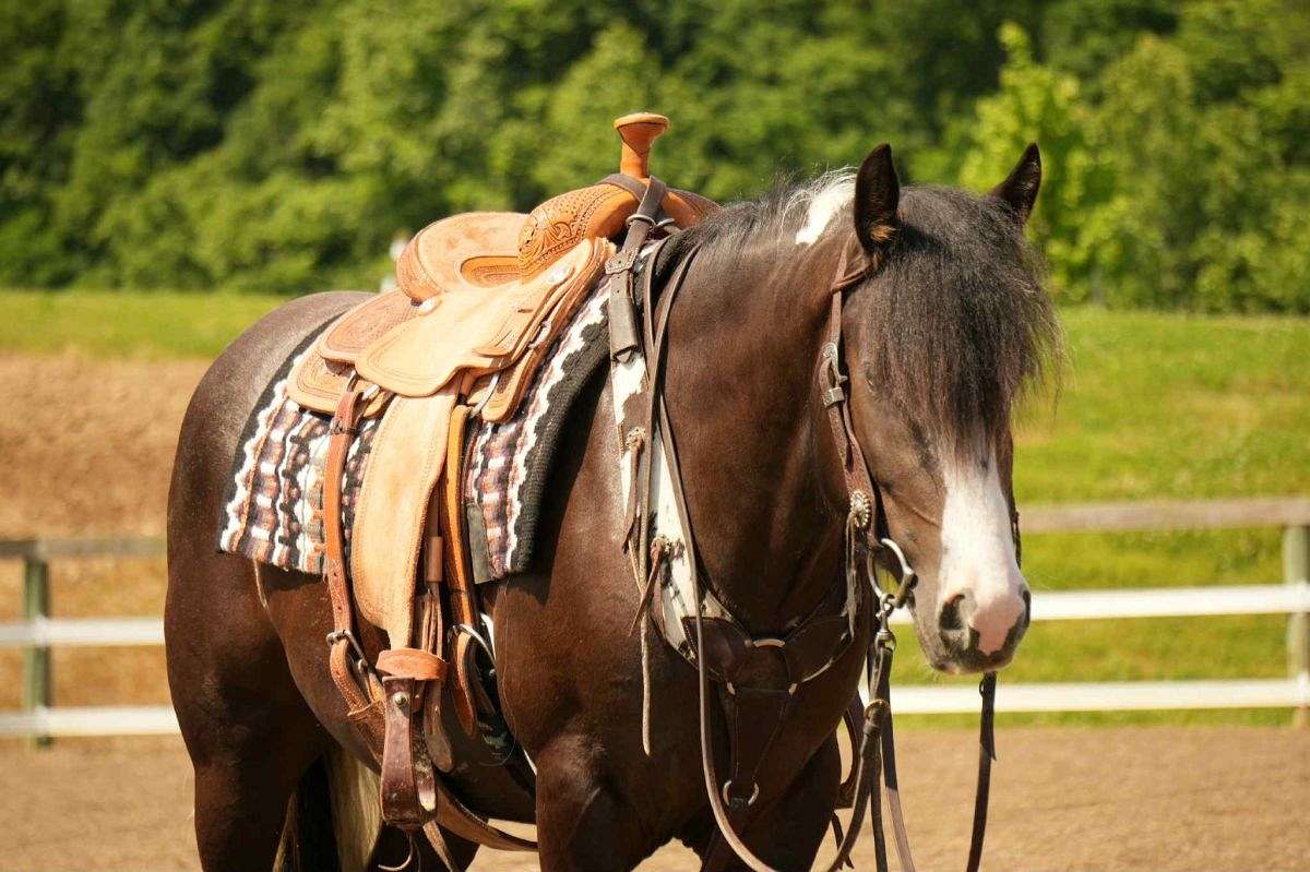 Boomer - Perfect All Around Horse 4 yo Piebald Gypsy/Haflinger Gelding!
