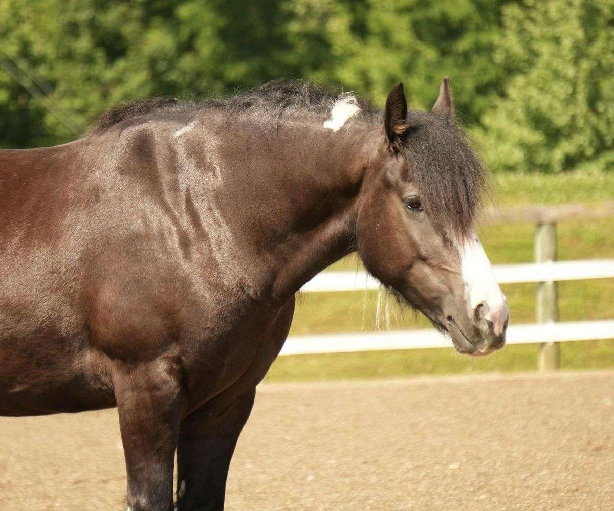 Boomer - Perfect All Around Horse 4 yo Piebald Gypsy/Haflinger Gelding!