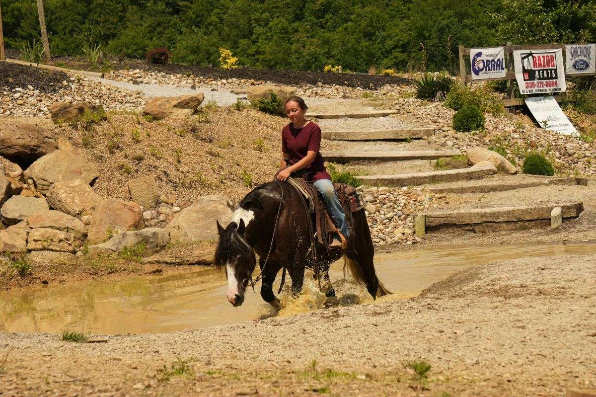 Boomer - Perfect All Around Horse 4 yo Piebald Gypsy/Haflinger Gelding!