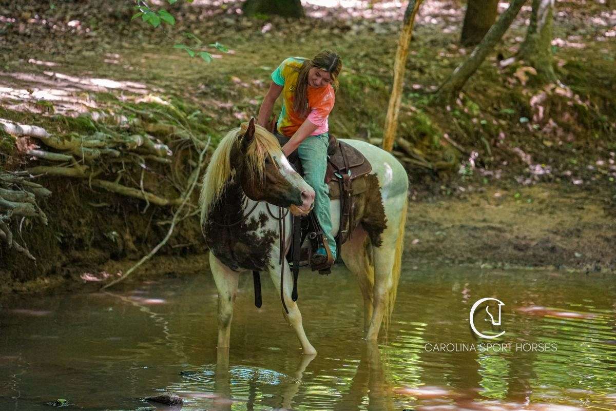 Santa Fe - Versatile & Family Friendly 4 Yr Old Paint X Haflinger Gelding!