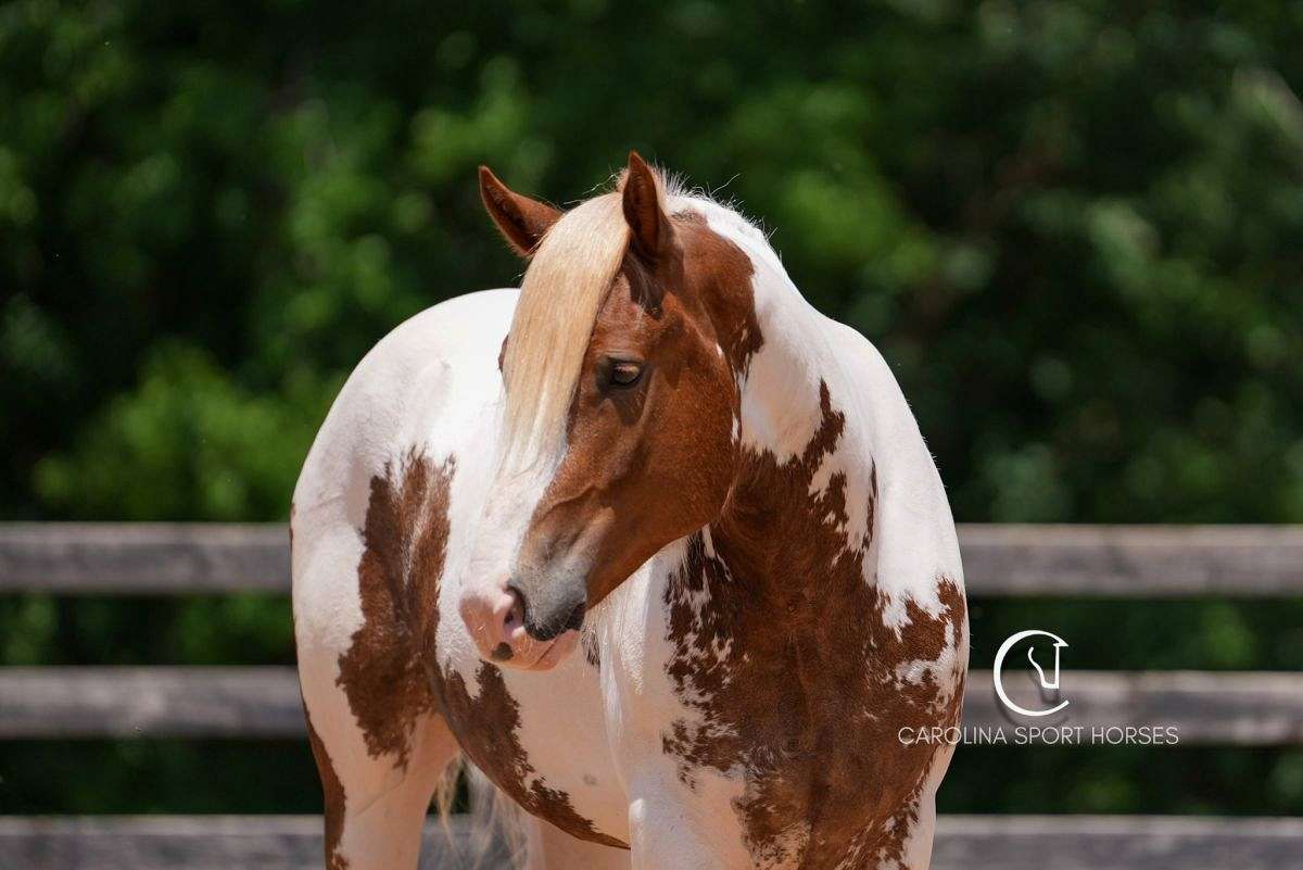 Santa Fe - Versatile & Family Friendly 4 Yr Old Paint X Haflinger Gelding!