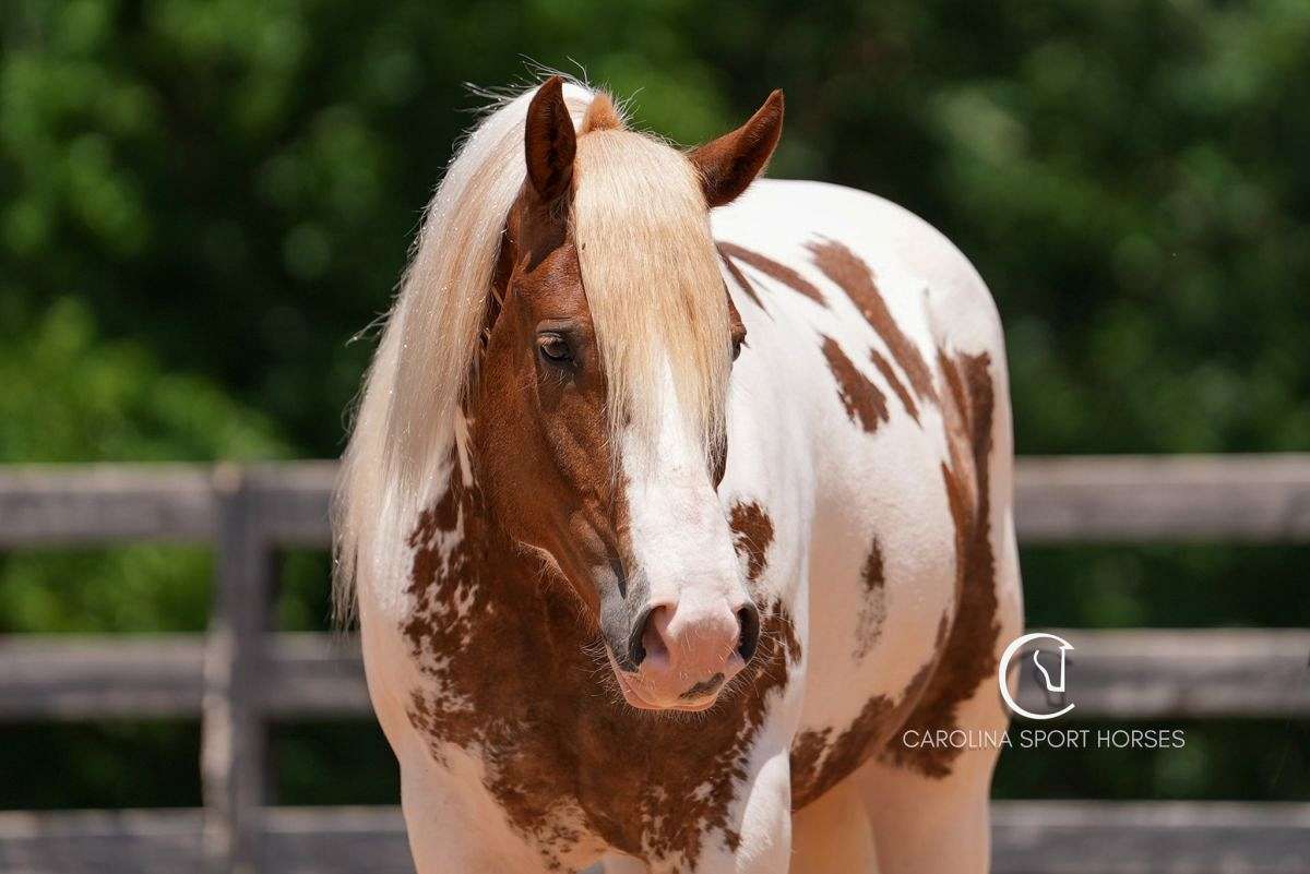 Santa Fe - Versatile & Family Friendly 4 Yr Old Paint X Haflinger Gelding!