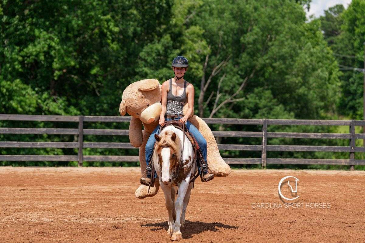 Santa Fe - Versatile & Family Friendly 4 Yr Old Paint X Haflinger Gelding!