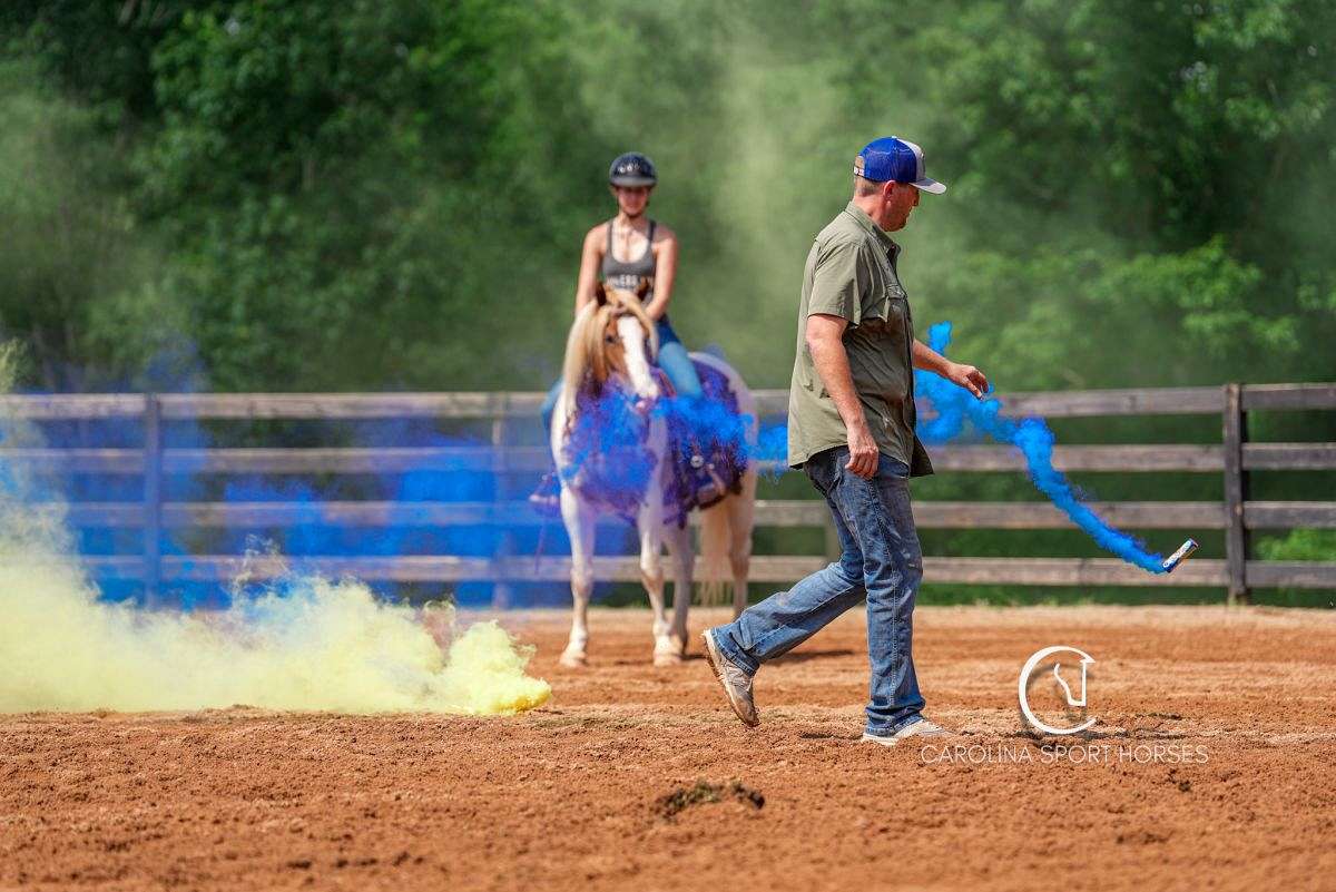 Santa Fe - Versatile & Family Friendly 4 Yr Old Paint X Haflinger Gelding!