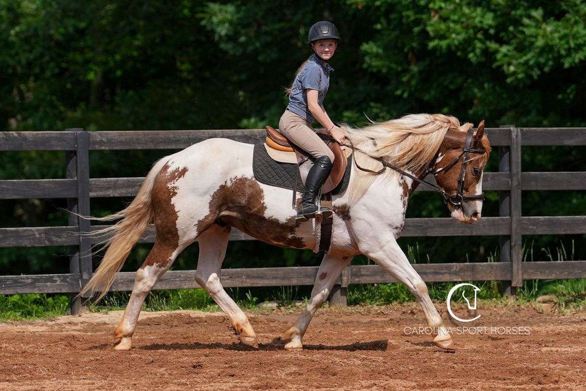 Santa Fe - Versatile & Family Friendly 4 Yr Old Paint X Haflinger Gelding!
